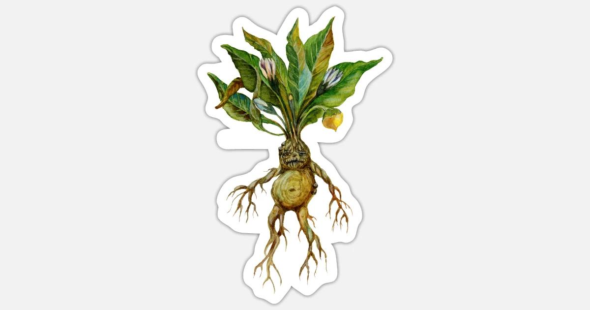 Mandrake Root European Mandrake Root | Mandragora Officinarum | 0.5 Oz
